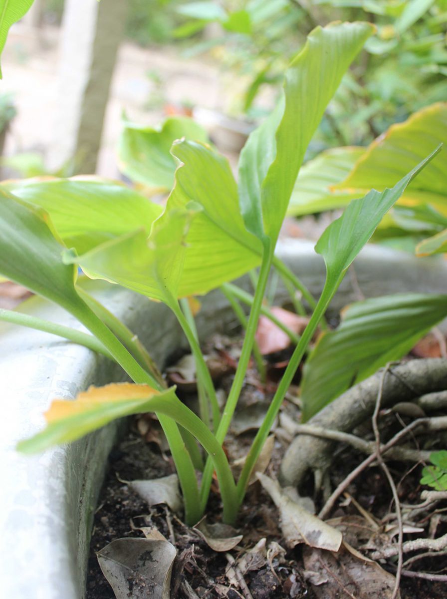 Cây ngải vùng Bảy Núi - Báo An Giang Online