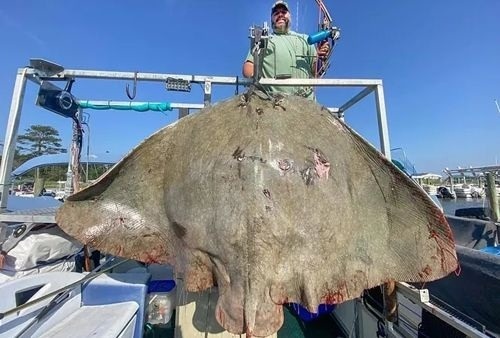 Con cá đuối khổng lồ với kích thước và trọng lượng không tưởng đã mang ...