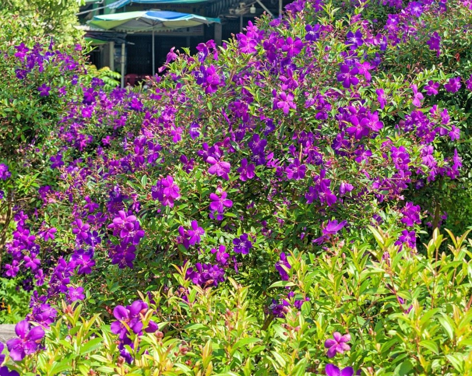 Ngỡ ngàng sắc tím hoa sim ở núi Cấm - Báo An Giang Online